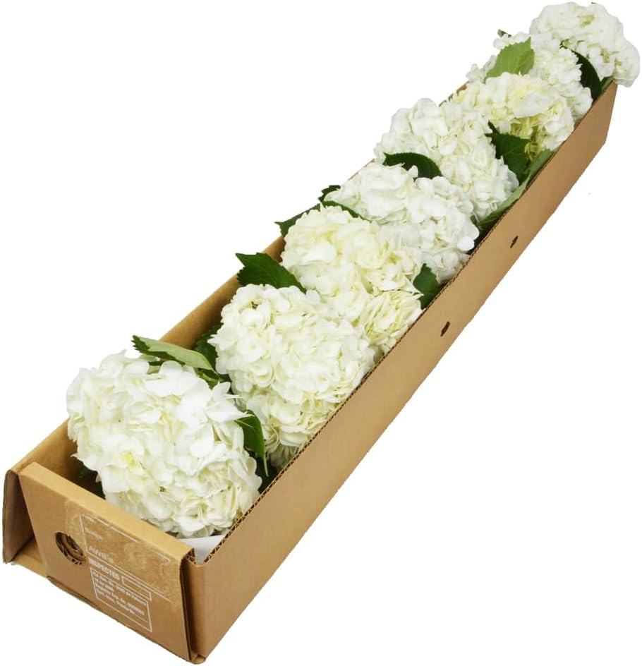 Fresh Flowers | Flowers for Delivery | Online Florist Arabella