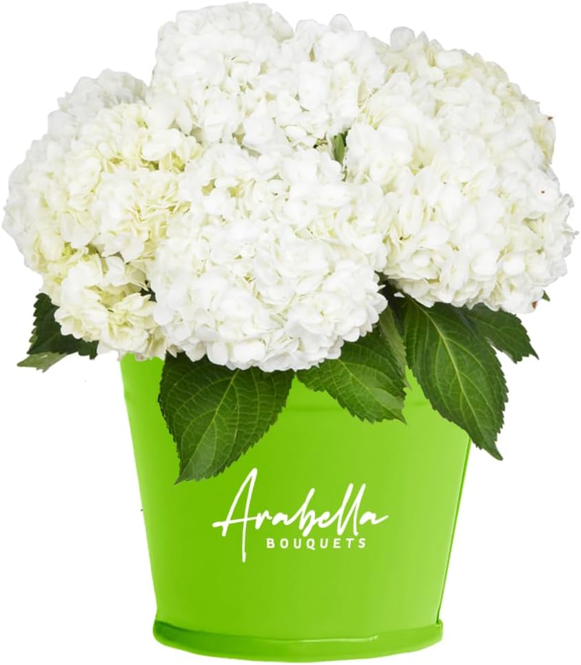 Fresh Flowers | Flowers for Delivery | Online Florist Arabella