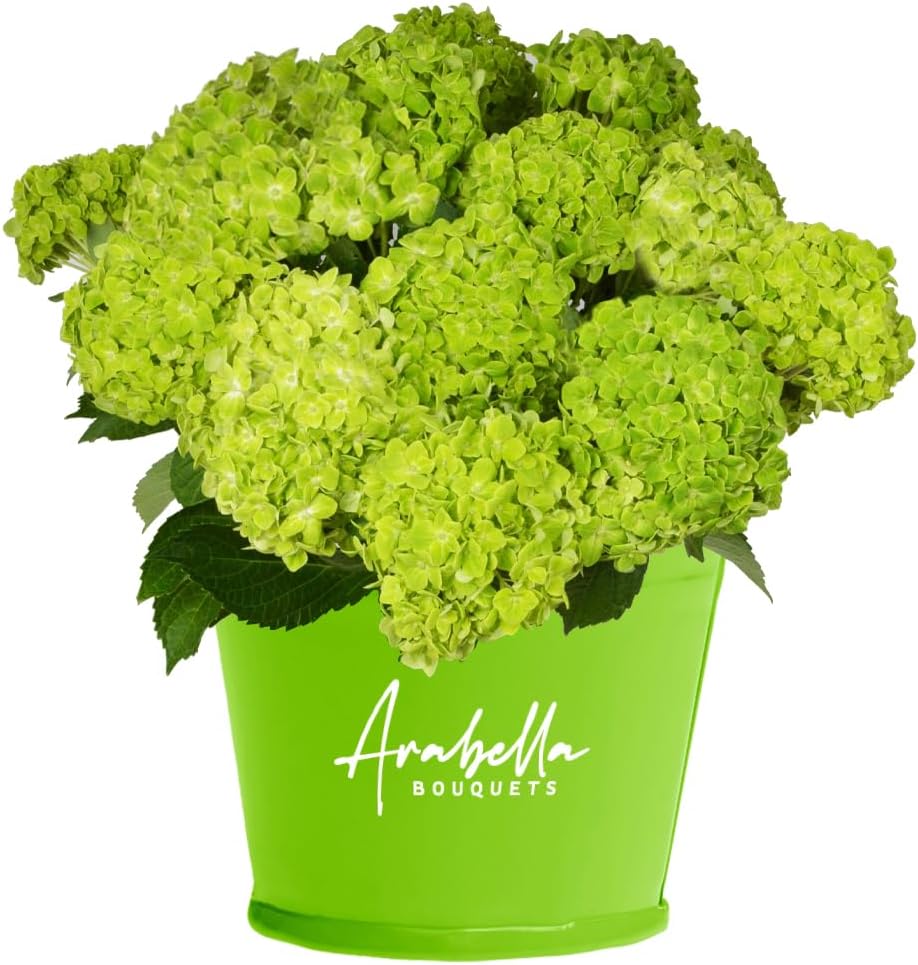 Fresh Flowers | Flowers for Delivery | Online Florist Arabella