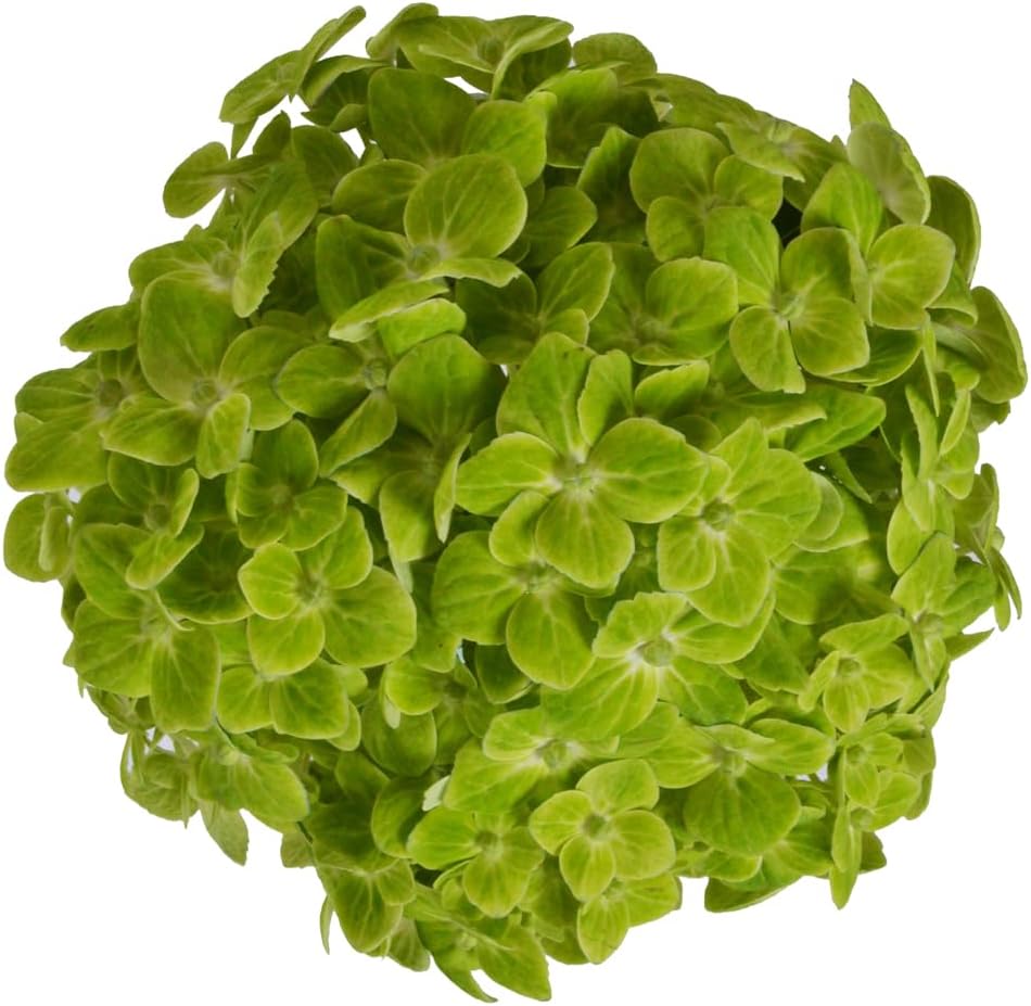 Fresh Flowers | Flowers for Delivery | Online Florist Arabella