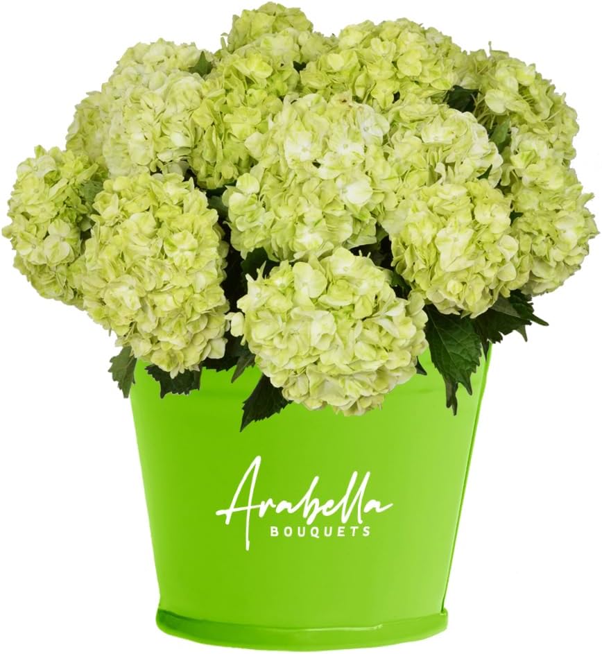 Fresh Flowers | Flowers for Delivery | Online Florist Arabella