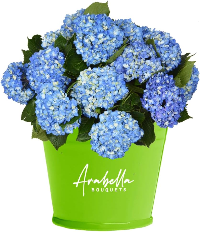 Fresh Flowers | Flowers for Delivery | Online Florist Arabella