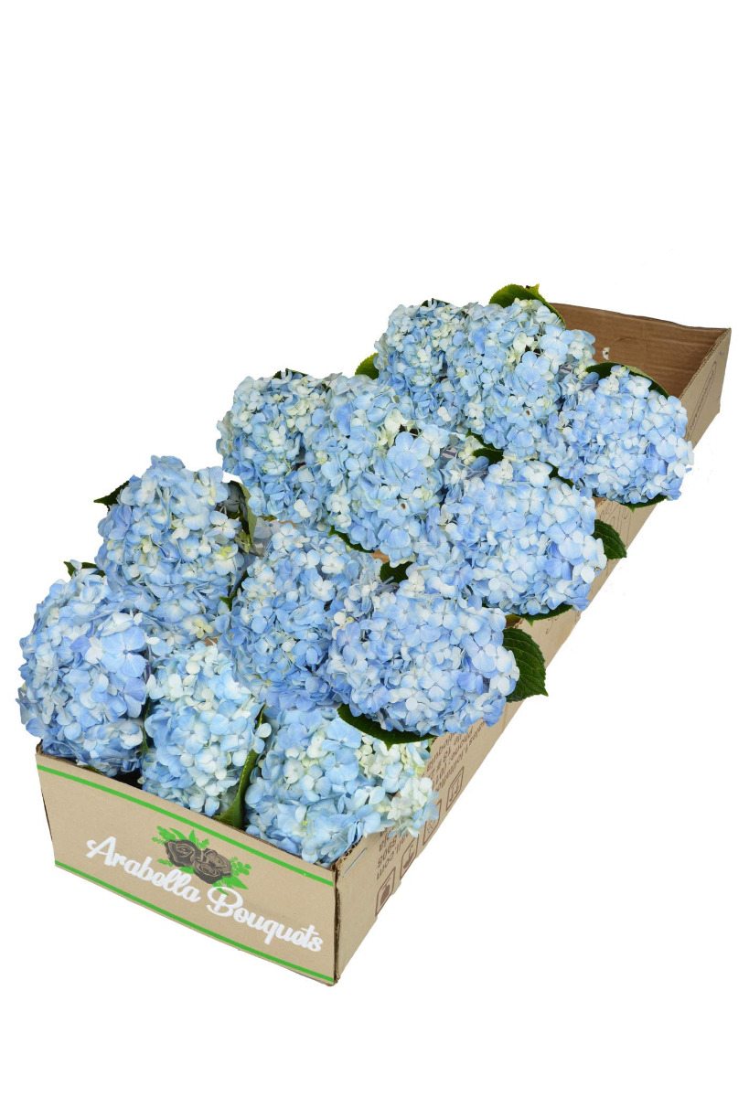 Fresh Flowers | Flowers for Delivery | Online Florist Arabella